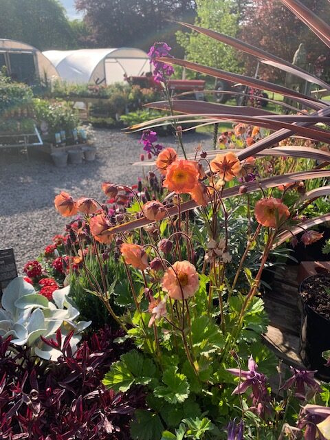Helperby Nurseries | Plant Nurseries - Addis Garden Design