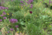 Gallery - Addis Garden Design